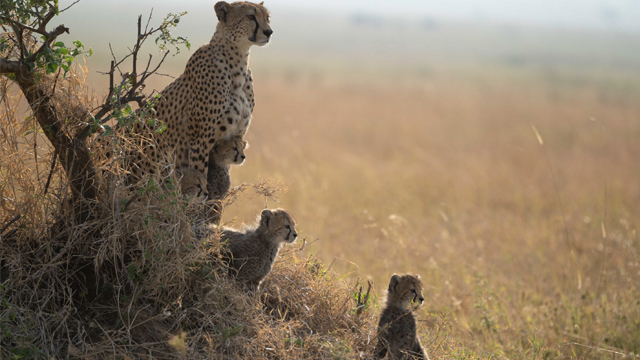 Sky adds three new original titles to Sky Documentaries, Sky Nature and ...