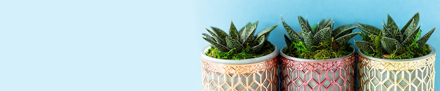 Plant Gift Guide: Send Plant Gifts for Delivery | 1800Flowers