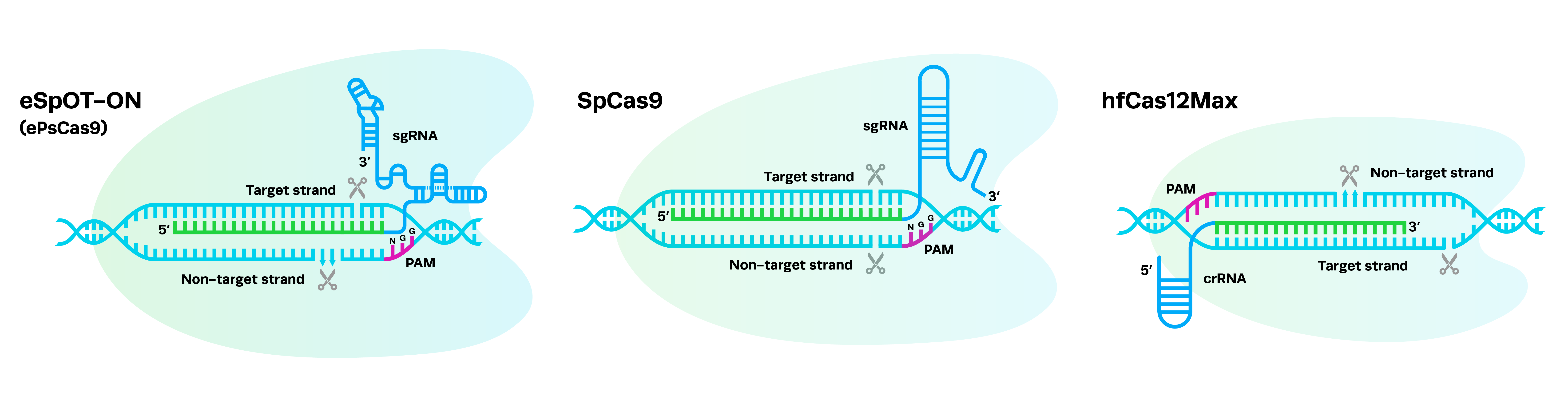 Synthego's Research sgRNA