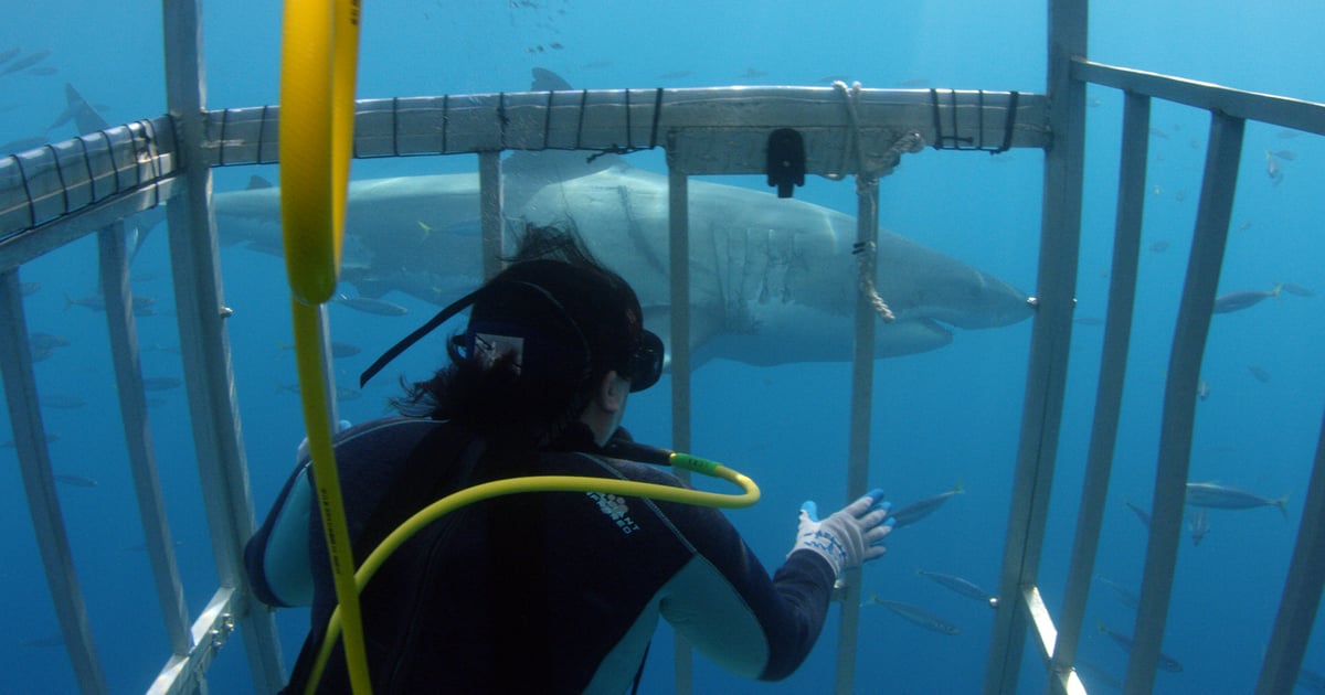 Shark Week Special: Shark Expert Discusses Genomics, Conservation, and More
