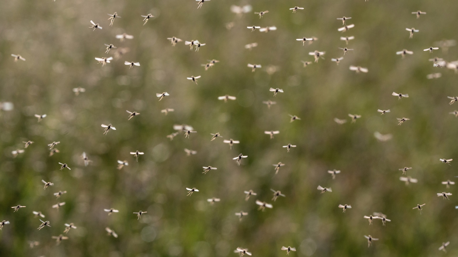 Eradicating Malaria with CRISPR: Mosquito Gene Editing Approach