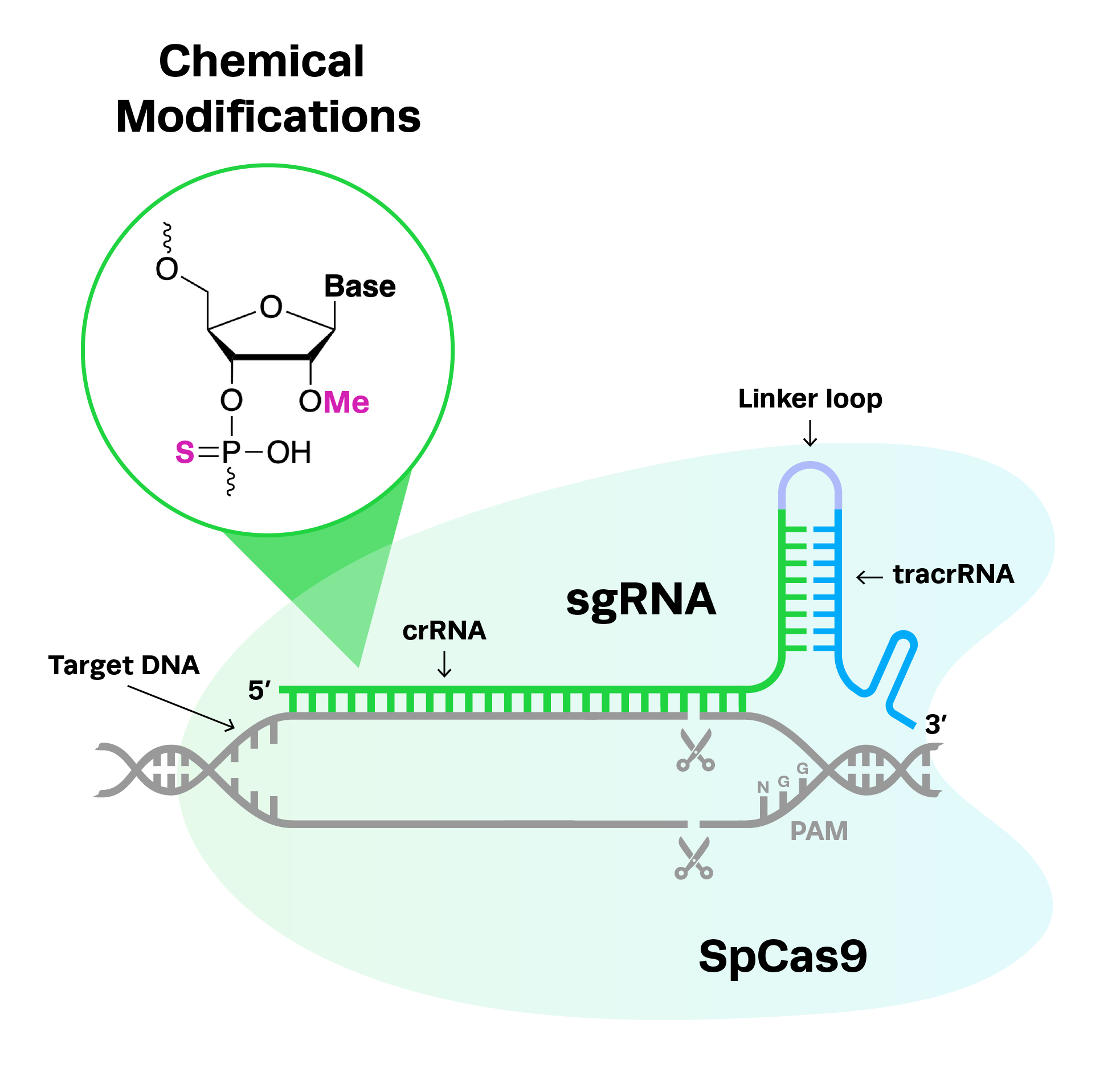 Demystifying CRISPR gRNA Chemical Modifications