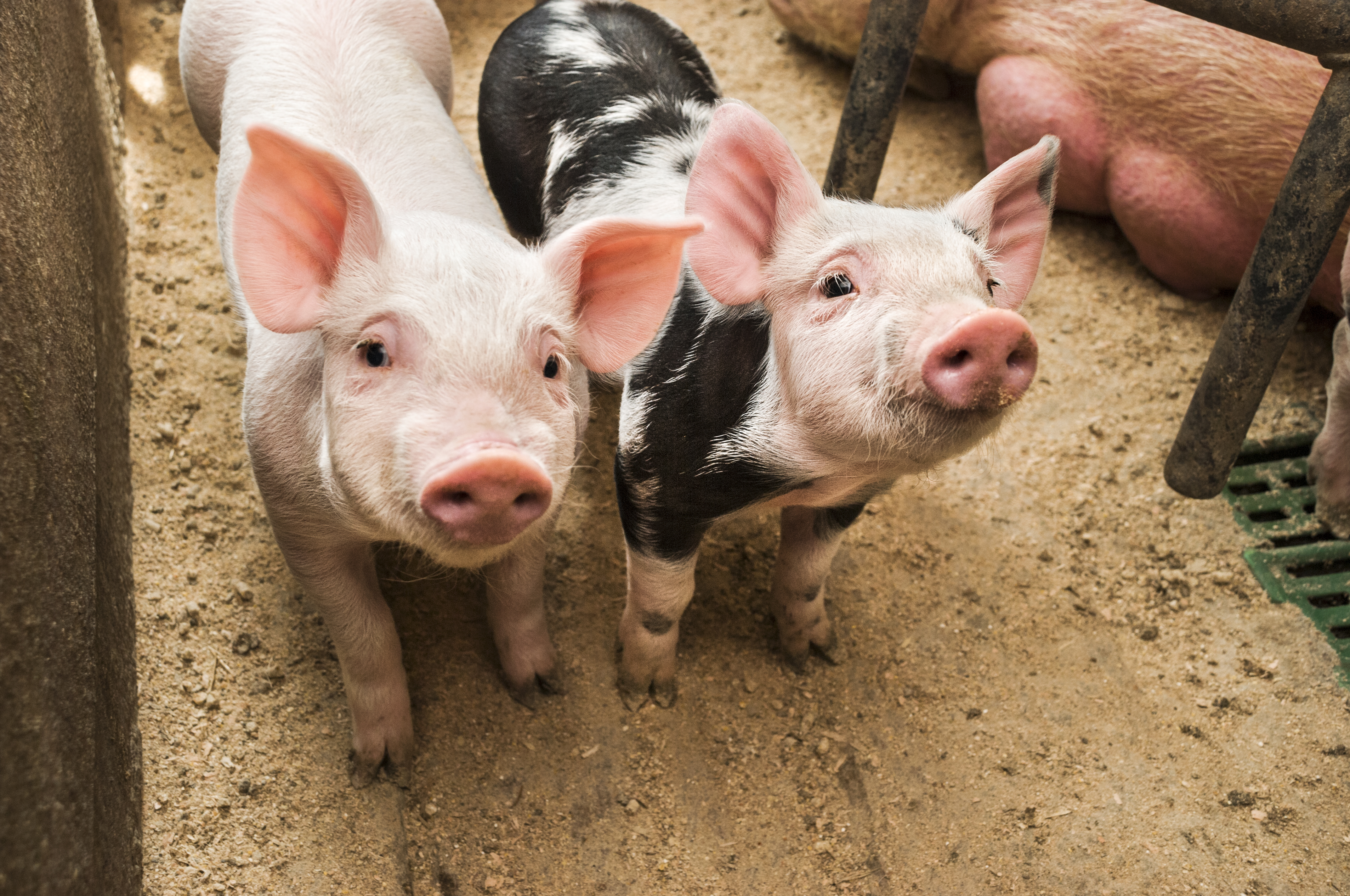 CRISPR Pushes Xenotransplantation into the Clinic with Gene-Edited Pig ...