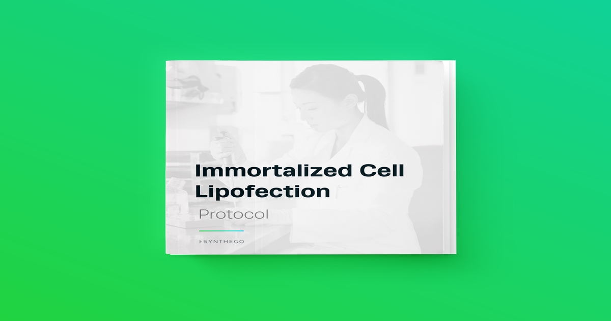 Immortalized Cell Lipofection Protocol