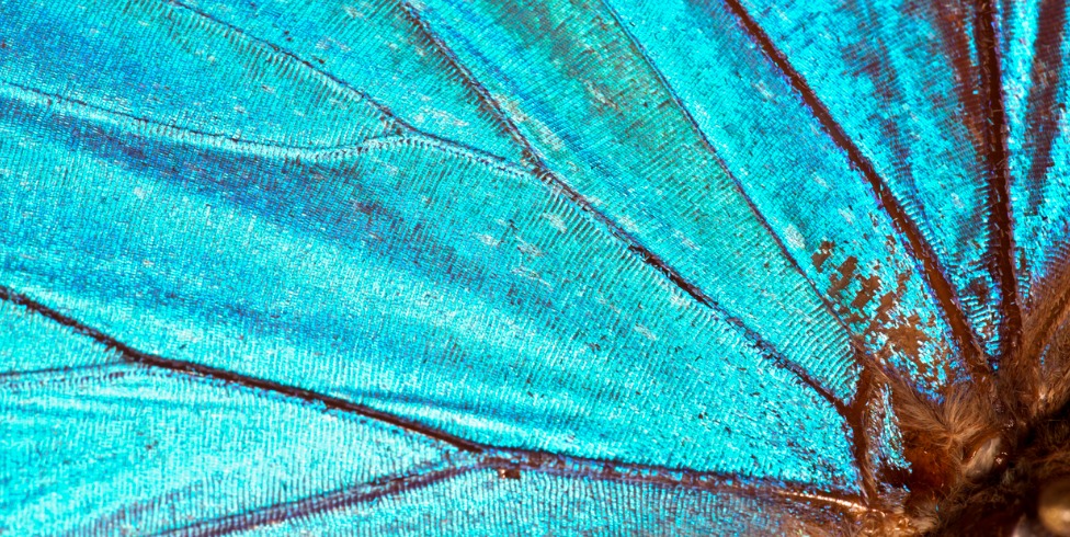 Using CRISPR to Modify Butterfly Wing Color and Shape
