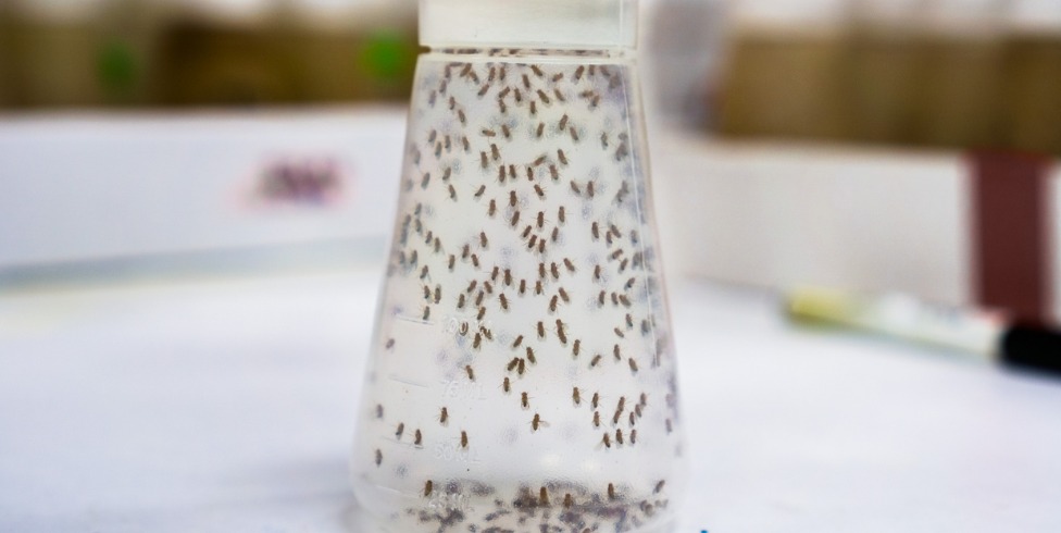 CRISPR: Drosophila Melanogaster as a Model Organism for Biomedical Research