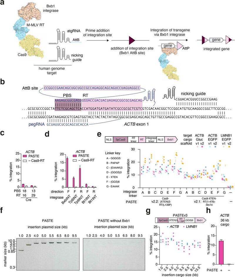 Beyond the Double-Stranded Cut: Evolution of CRISPR Methods