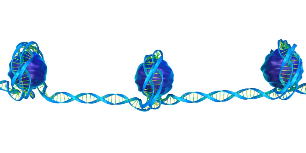 More than a Gene Editor: The Role of CRISPR Imaging Tool