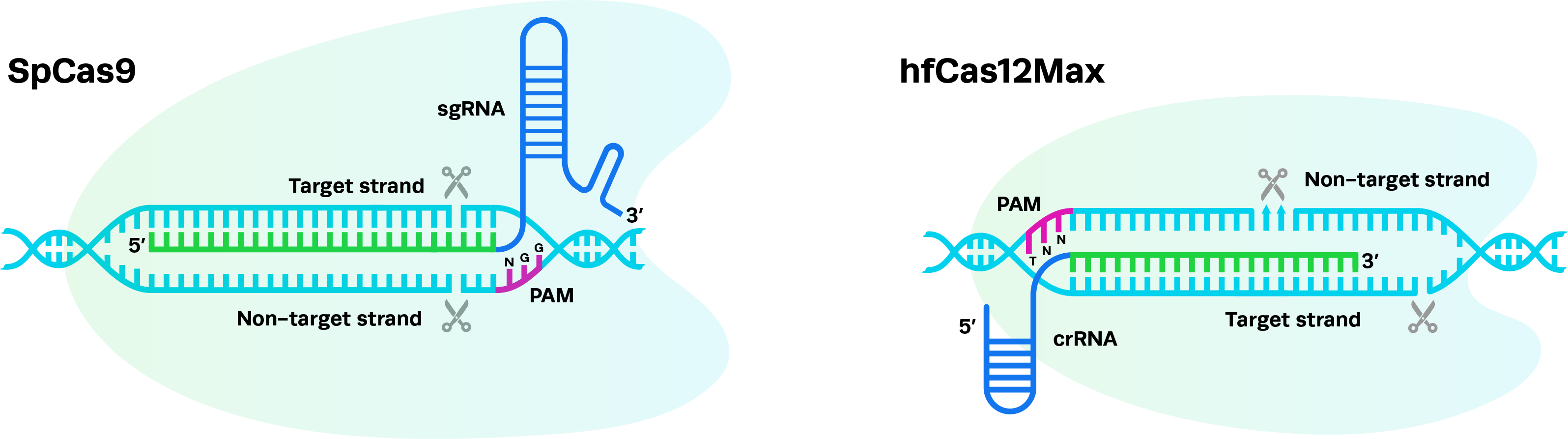 SpCas9 Nuclease For Gene Editing