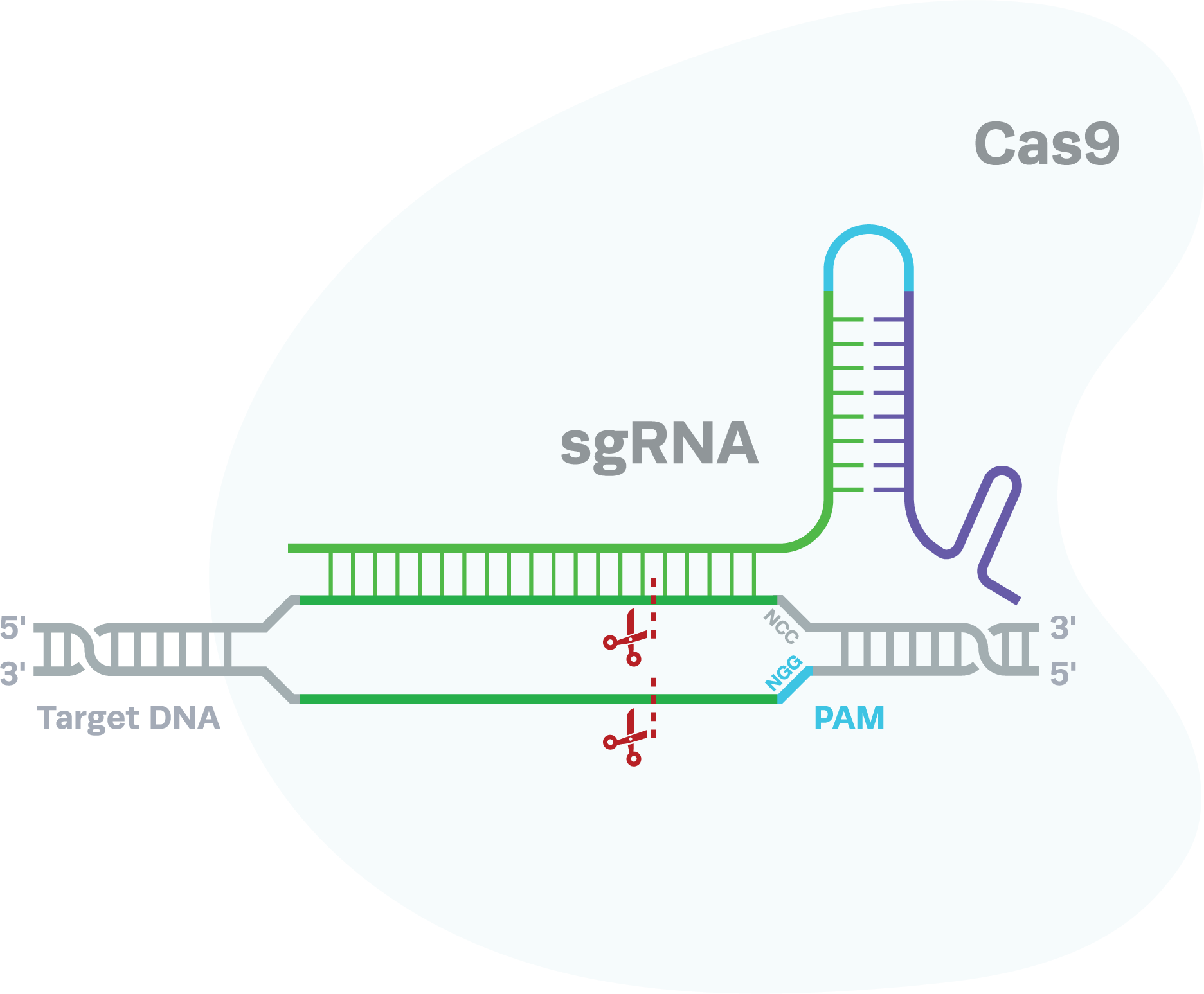 What is Genome Editing: Techniques & Applications | Synthego