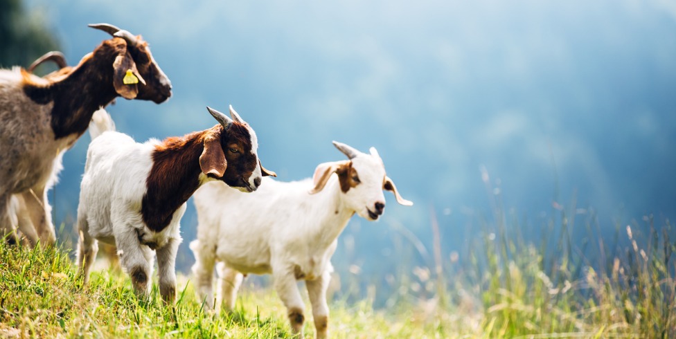 CRISPR Edited Transgenic Animals