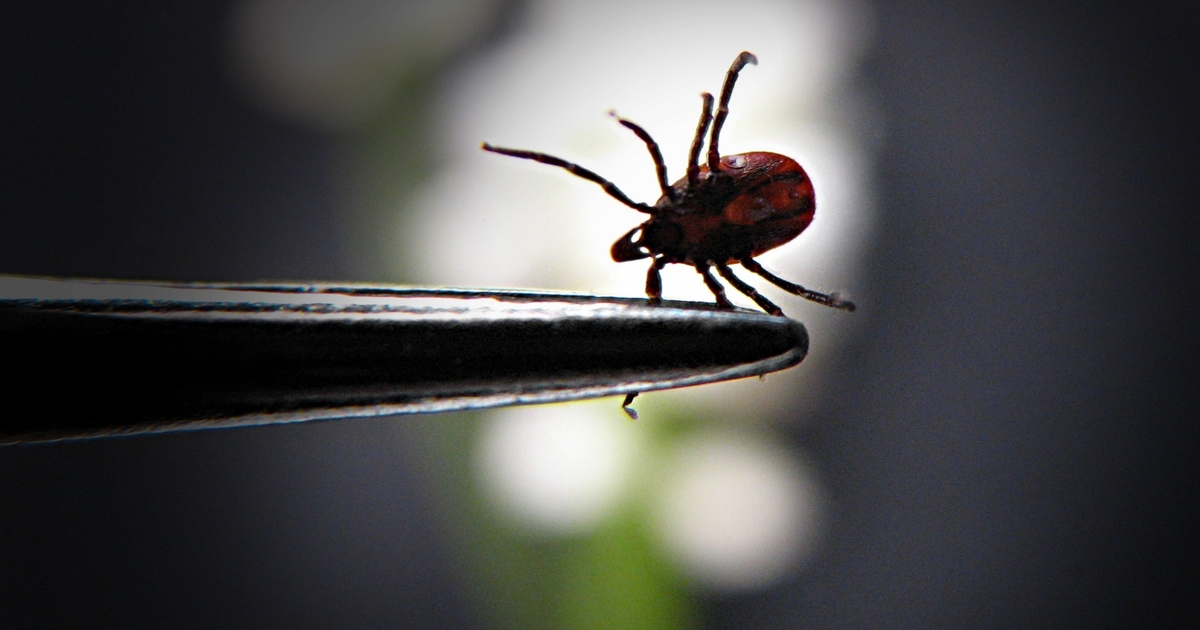 CRISPR and the Community Are Teaming Up to Combat Lyme Disease