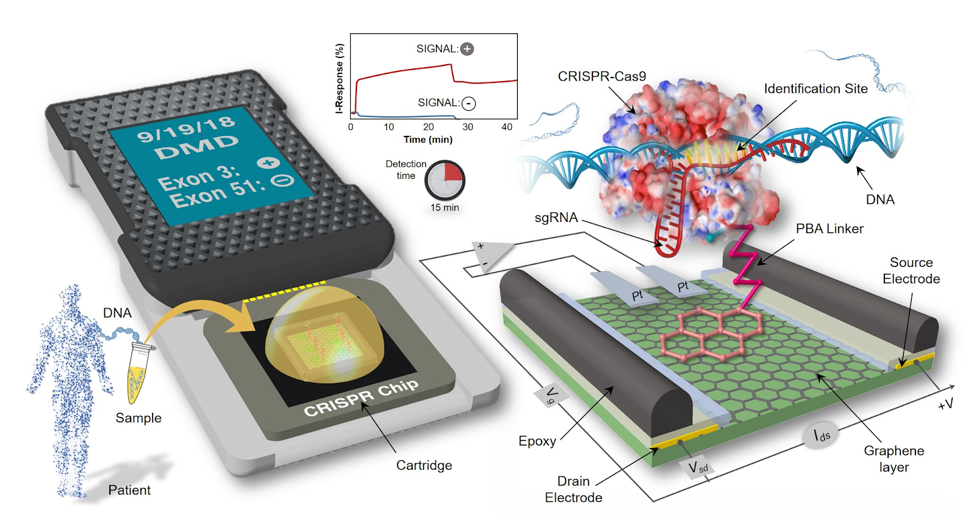 CRISPR-Chip: A New Biosensor for Electronic Detection of Target Genes