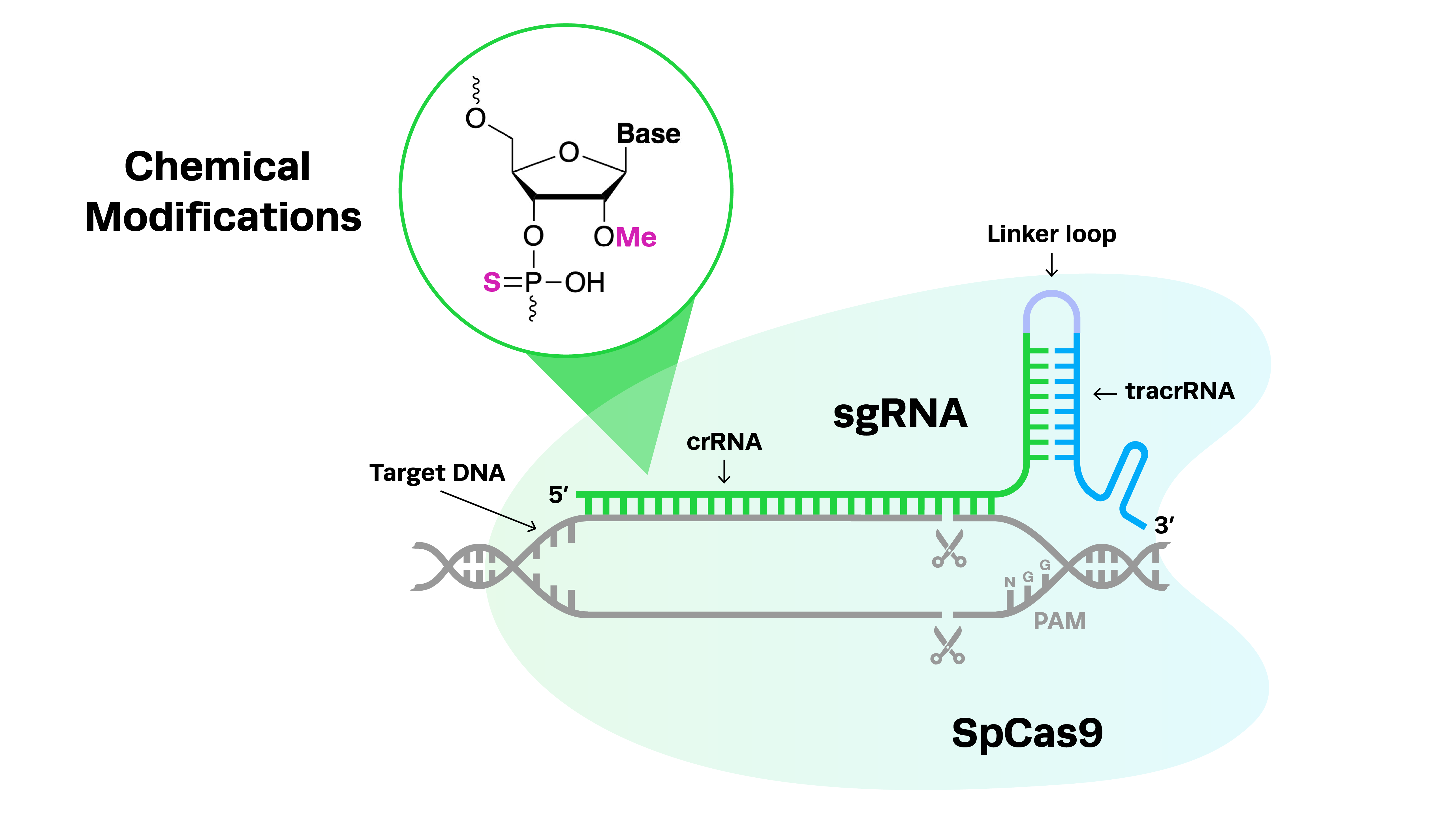 How To Use CRISPR: Your Guide to Successful Genome Engineering