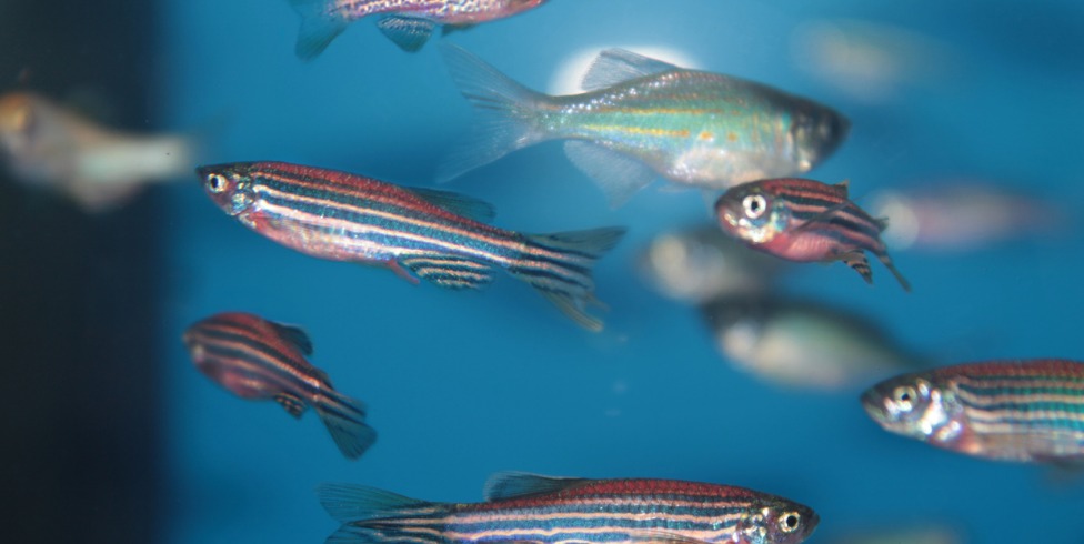 CRISPRed Animals: Uncommon Model Organisms in Genetic Research