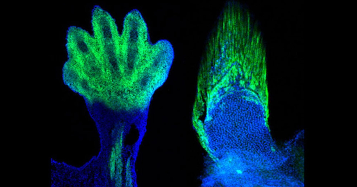 CRISPR and Evolution: New Discovery Demonstrates Evolutionary Link ...