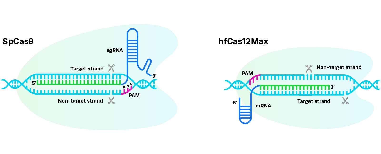 hfCas12Max - High Fidelity Cas12 Nuclease