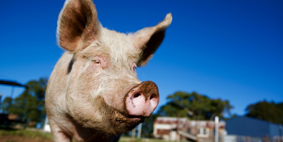 CRISPR Edited Transgenic Animals