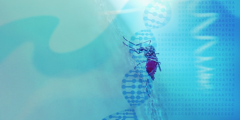CRISPR Mosquito Gene Editing for Malaria Eradication | Synthego