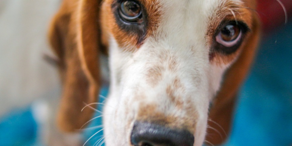 Gene Therapy for Muscular Dystrophy in Dogs & More CRISPR News