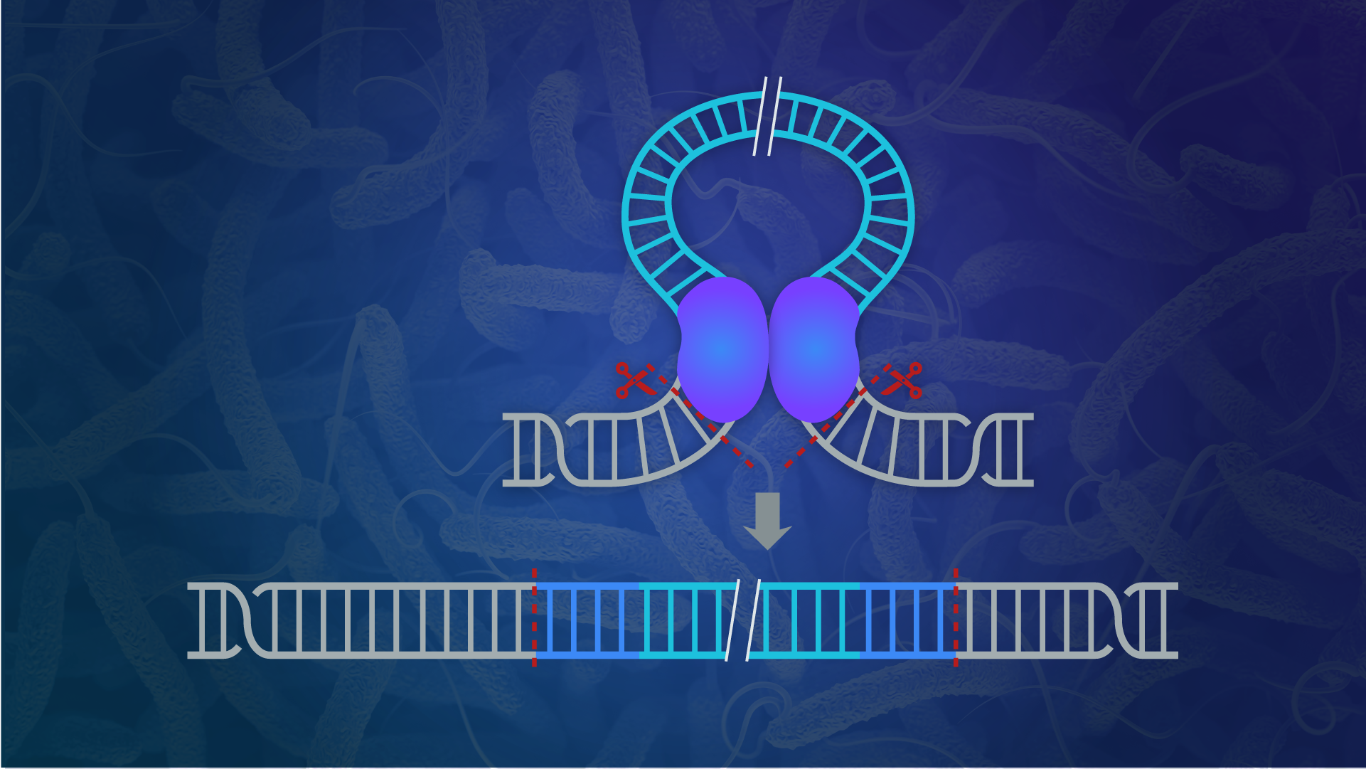 CRISPR Leaps Forward with Jumping Gene Inserts