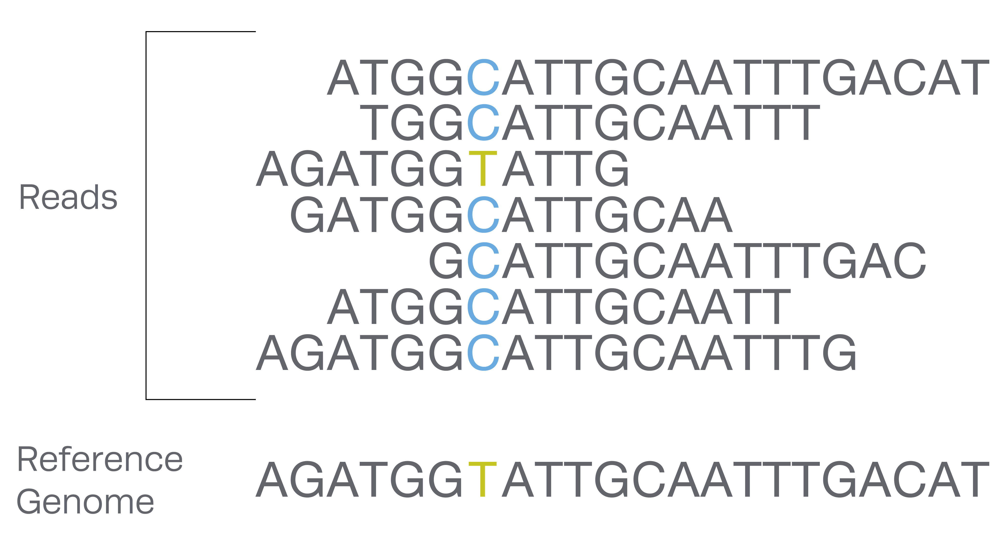 What Is Karyotyping? Methods and Their Significance | Synthego