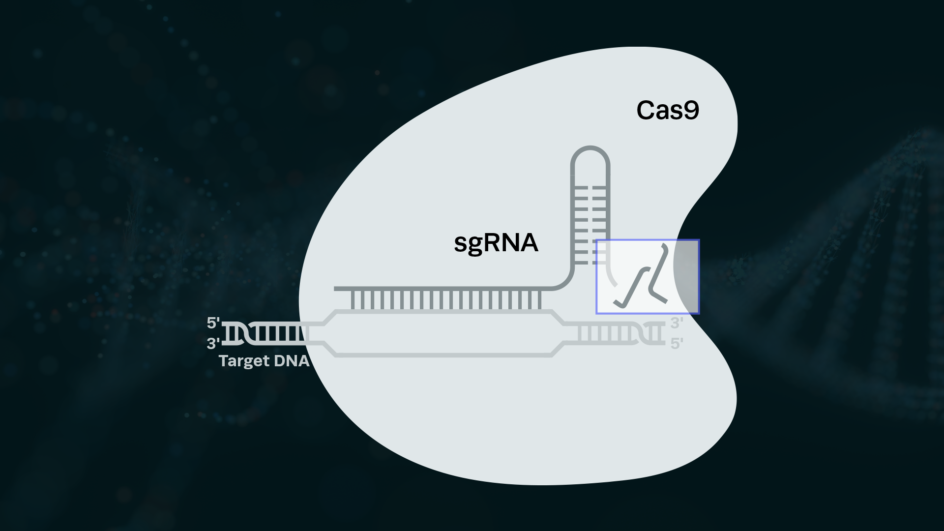 CRISPRoff: A New Technique for Light-Controlled CRISPR Gene Editing