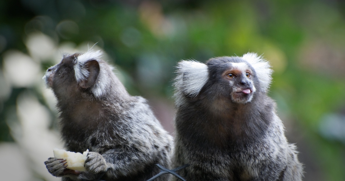 CRISPR Used in Monkeys to Model Rett Syndrome & More CRISPR News