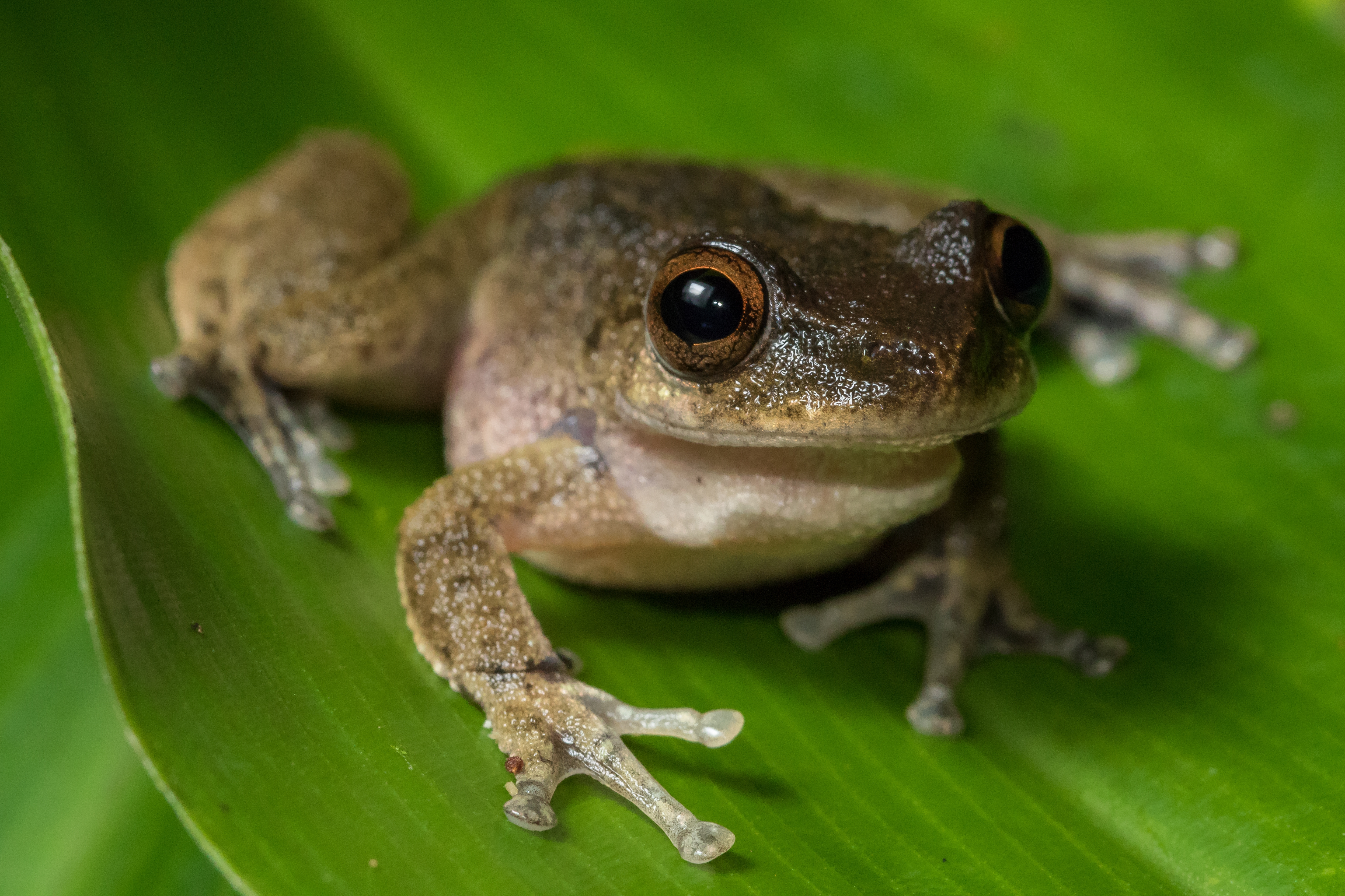 CRISPR Gene Drives: Eradicating Malaria, Controlling Pests, and More