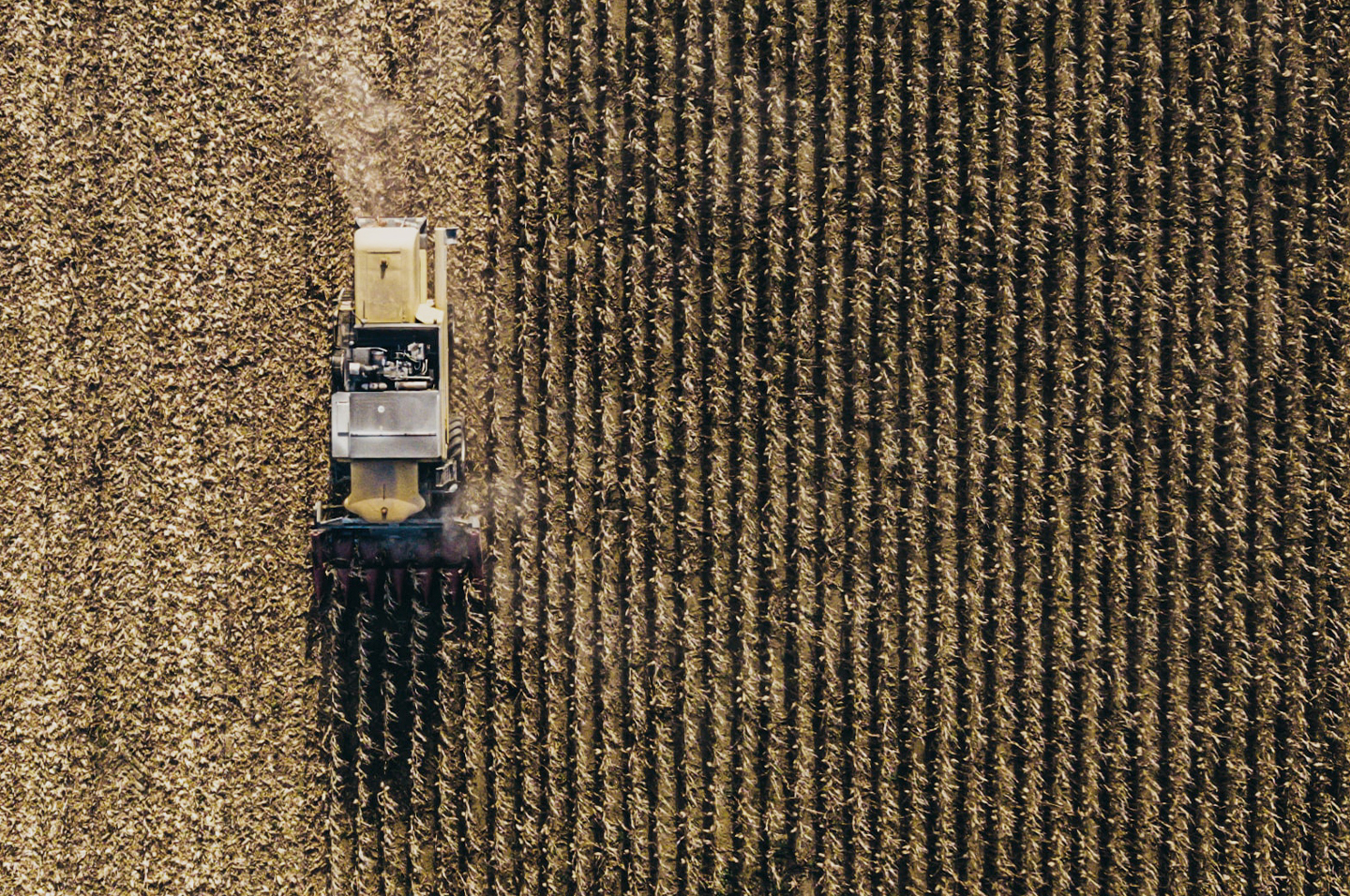Harvested | Stake