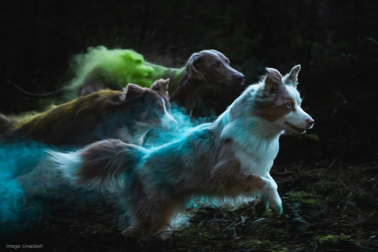 Animal Spirits | Stake