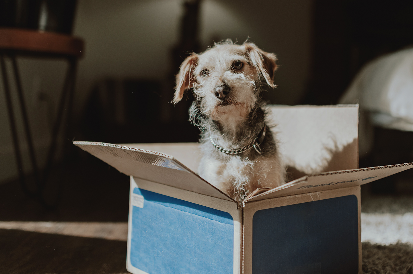 Puppy Boom | Stake