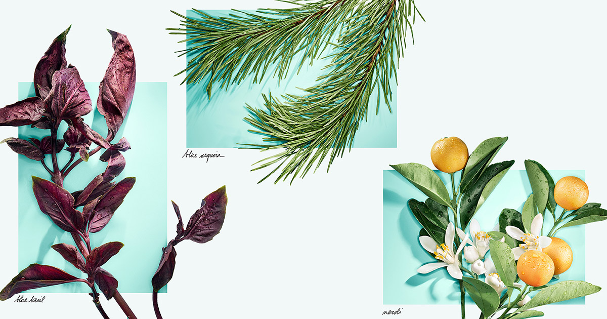 Tiffany & Co. - Prestige Brands - Coty