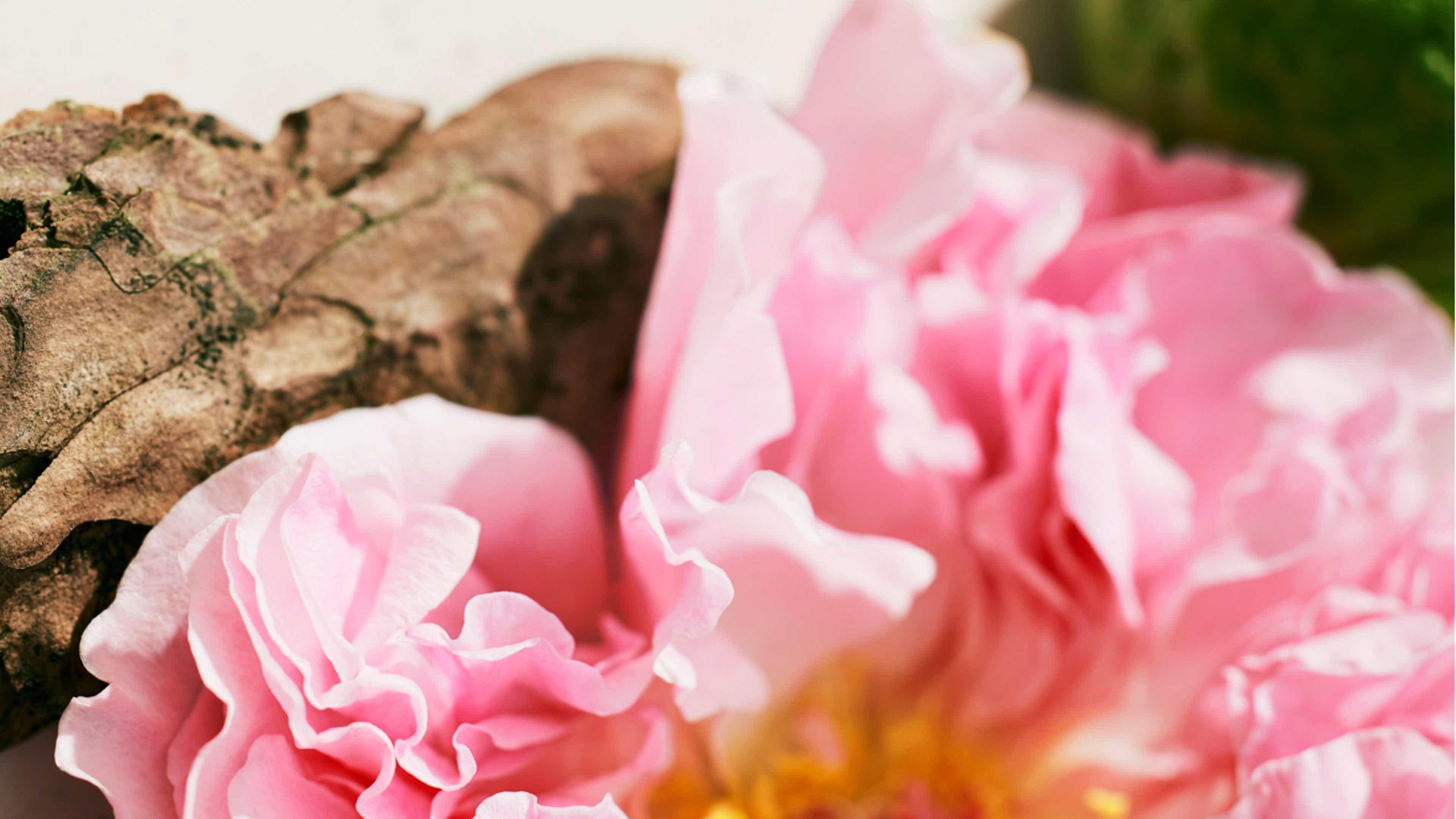 Coty launches the first ever refillable perfume achieving Cradle to ...