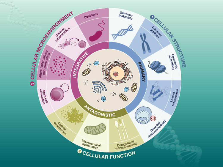 Everything You Need To Know About Cellular Health | Nutrition & Wellness