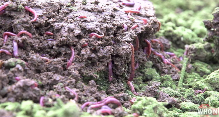 Nutrilite Worms at Work: The (Not So) Secret Superheroes of Rancho El ...