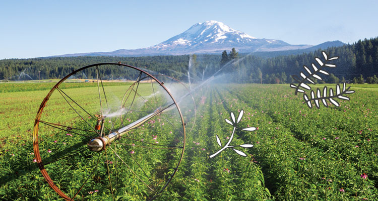 Behind The Label with Nutrilite | AmwayNow Singapore