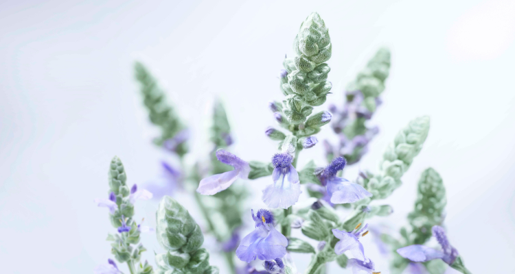 White Chia: A Powerful, Traceable Seed-to-Skincare Solution