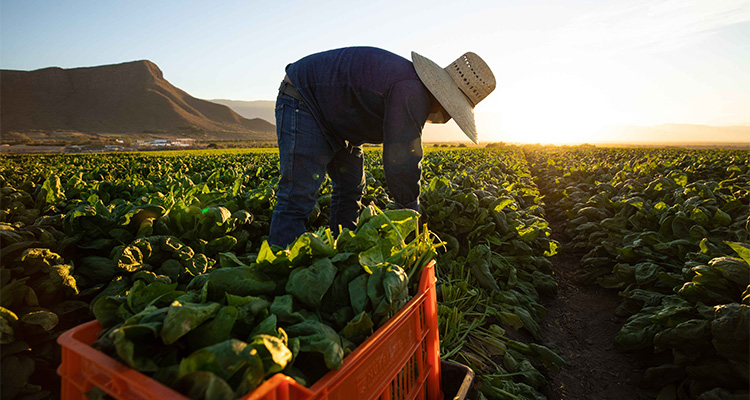 Nutrilite 蚯蚓总动员: Rancho El Petacal 农场鲜为人知的超级英雄 | Power of 90