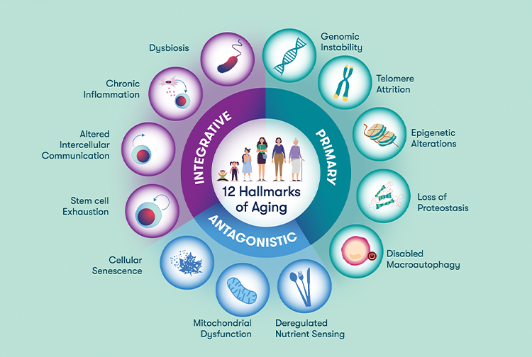 Why You Can’t Feel Cellular Aging Until It’s Too Late