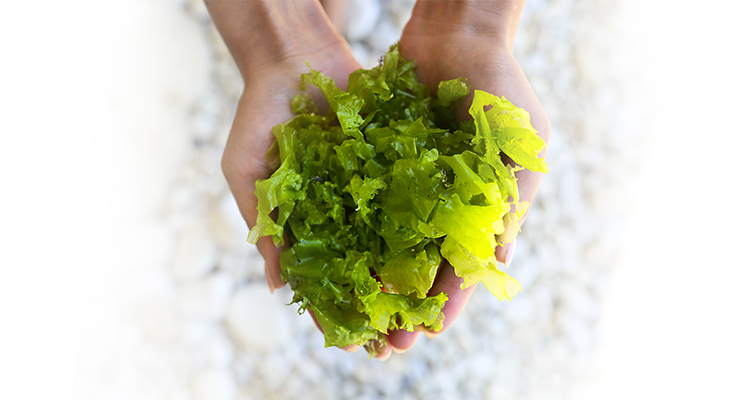 3 Skincare Products with Marine Ingredients We Love | AmwayNow