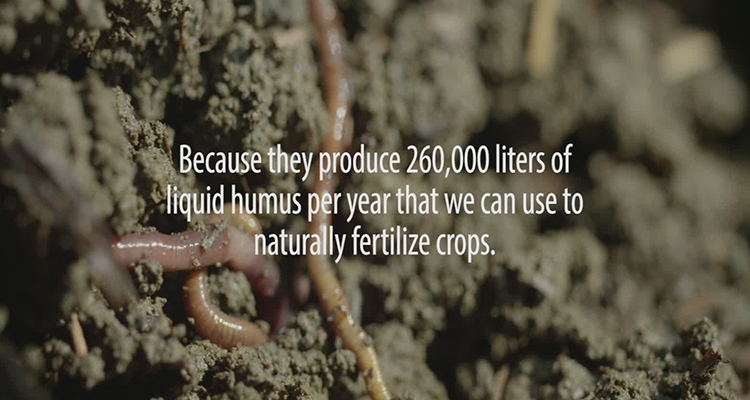 Cacing Nutrilite sedang Bekerja: Adiwira (Bukan) Rahsia Rancho El ...