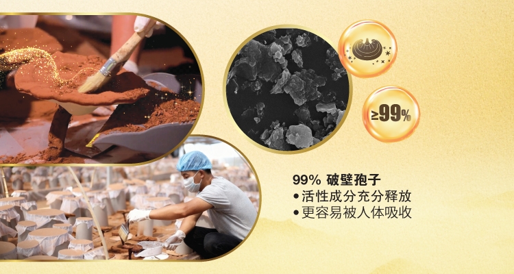 灵芝: 传统智慧与现代健康理念相融合 | 营养与保健